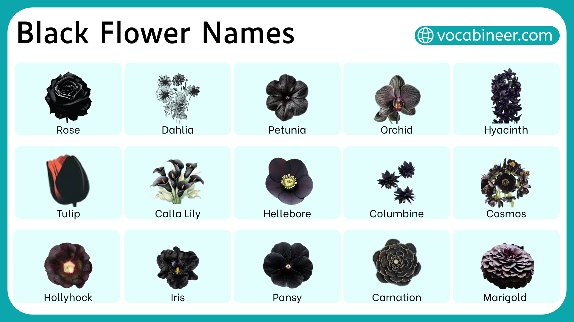 40 Black Flower Names List in English with Pictures