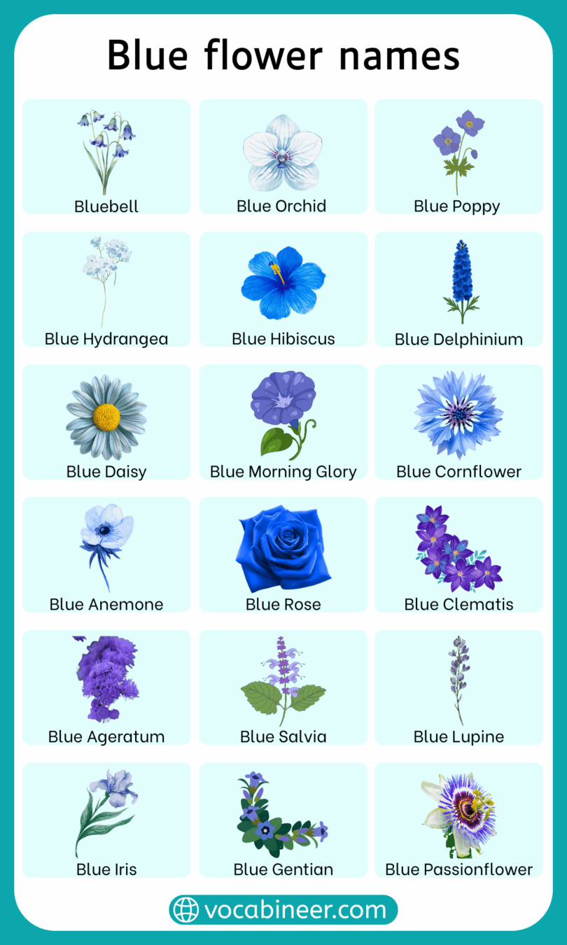 38 Blue Flower Names in English with Pictures