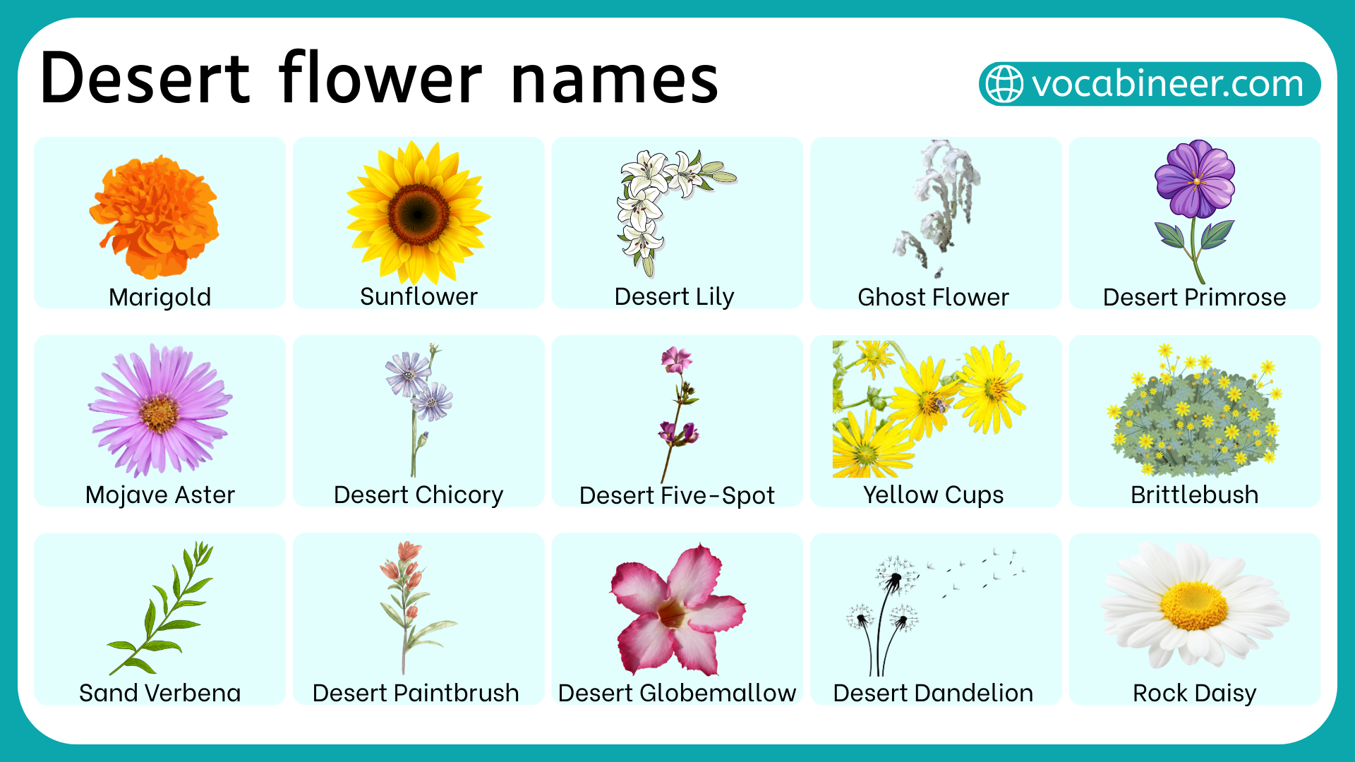 Desert Flower Names Arizona Desert Flowers Names 25 Desert Plants
