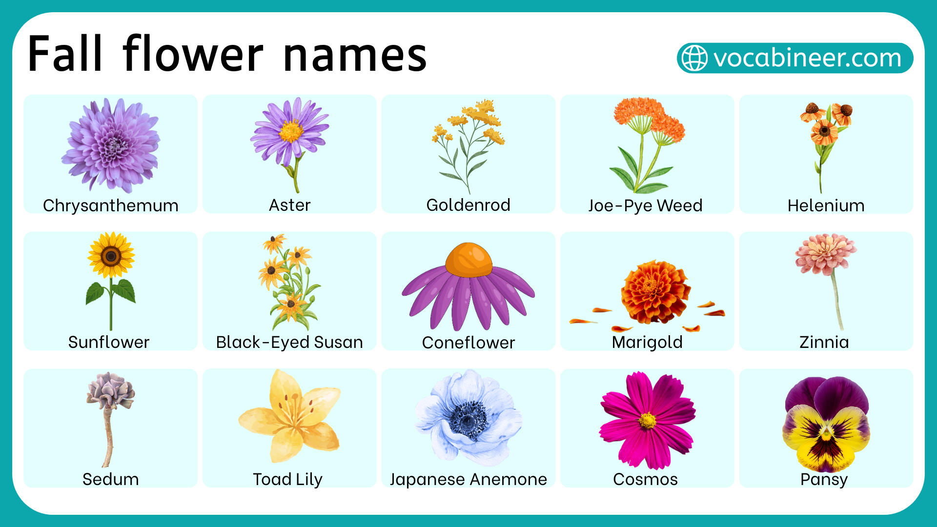 Fall Flower Names | Types of Autumn Flowers with Pictures