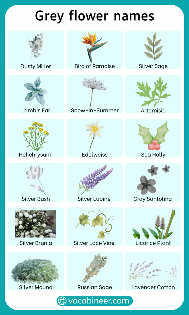 Common Grey Flowers with Pictures | Popular Types and Names