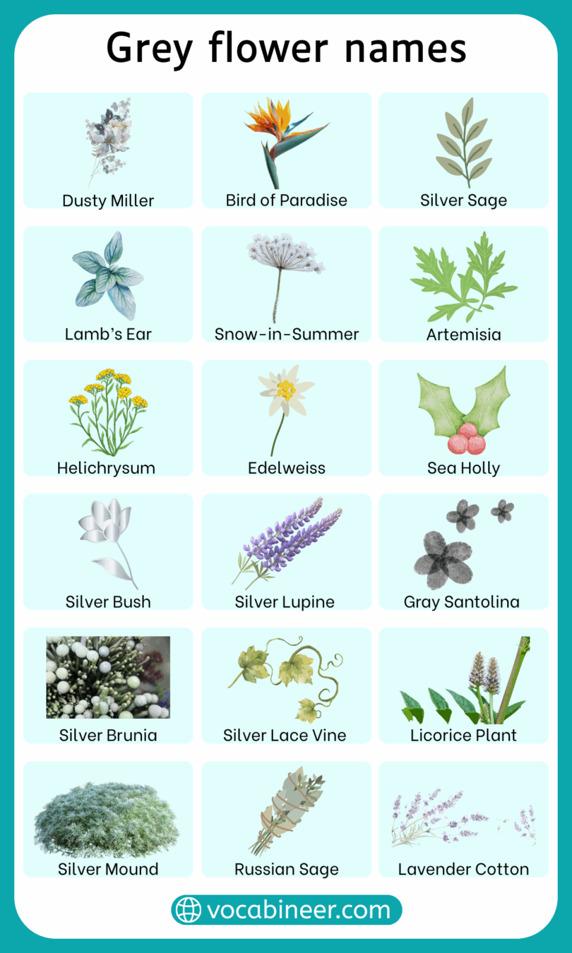 Common Grey Flowers with Pictures | Popular Types and Names