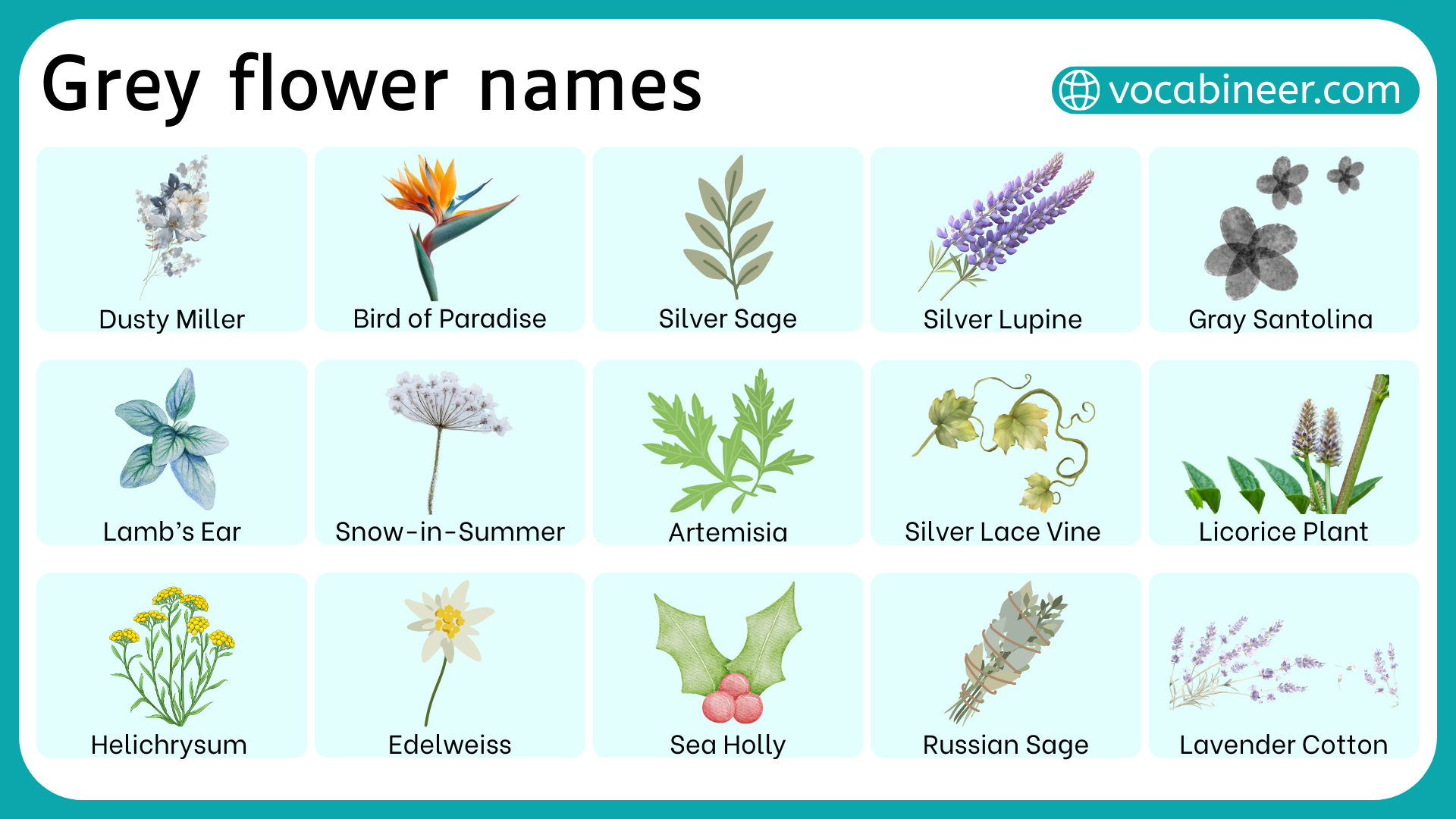 Common Grey Flowers with Pictures | Popular Types and Names
