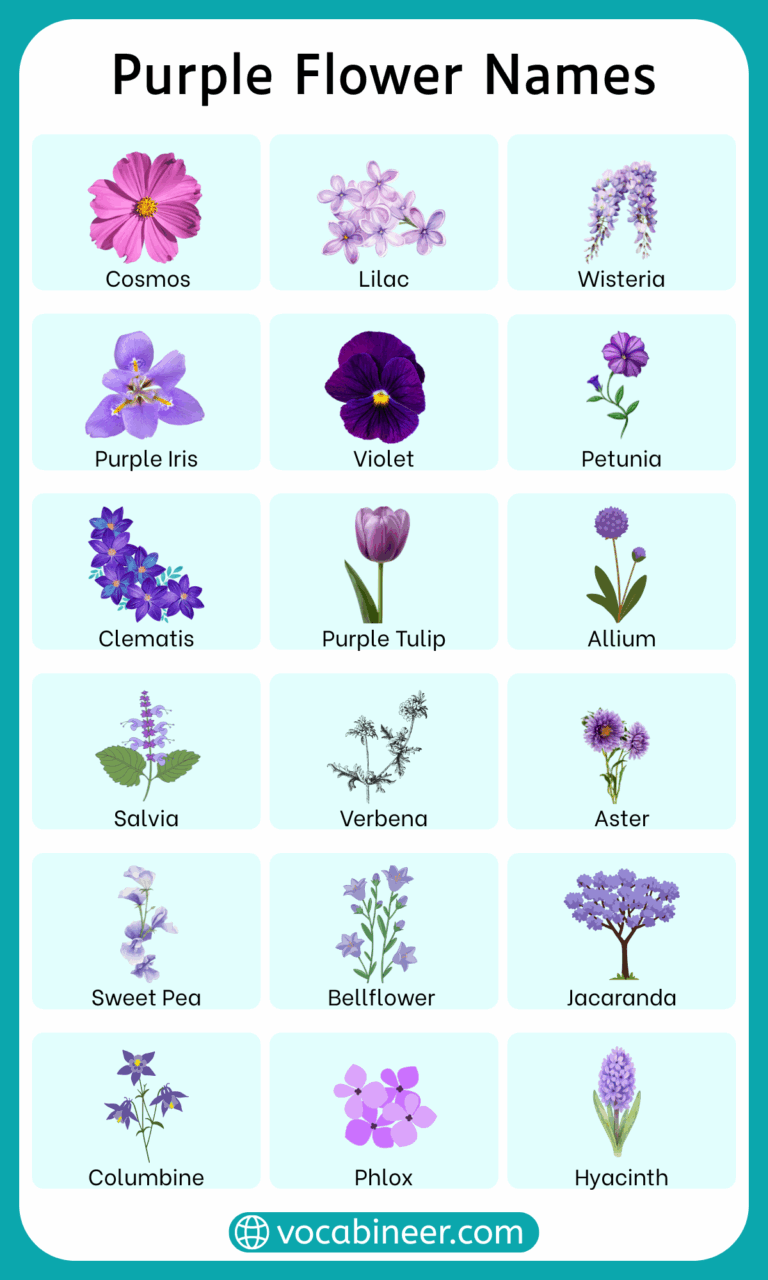 Purple Flower Names List in English with Pictures