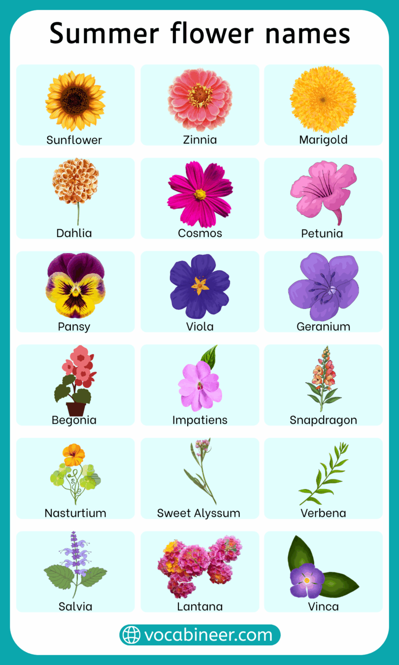 30+ Summer Flowers with Names and Pictures