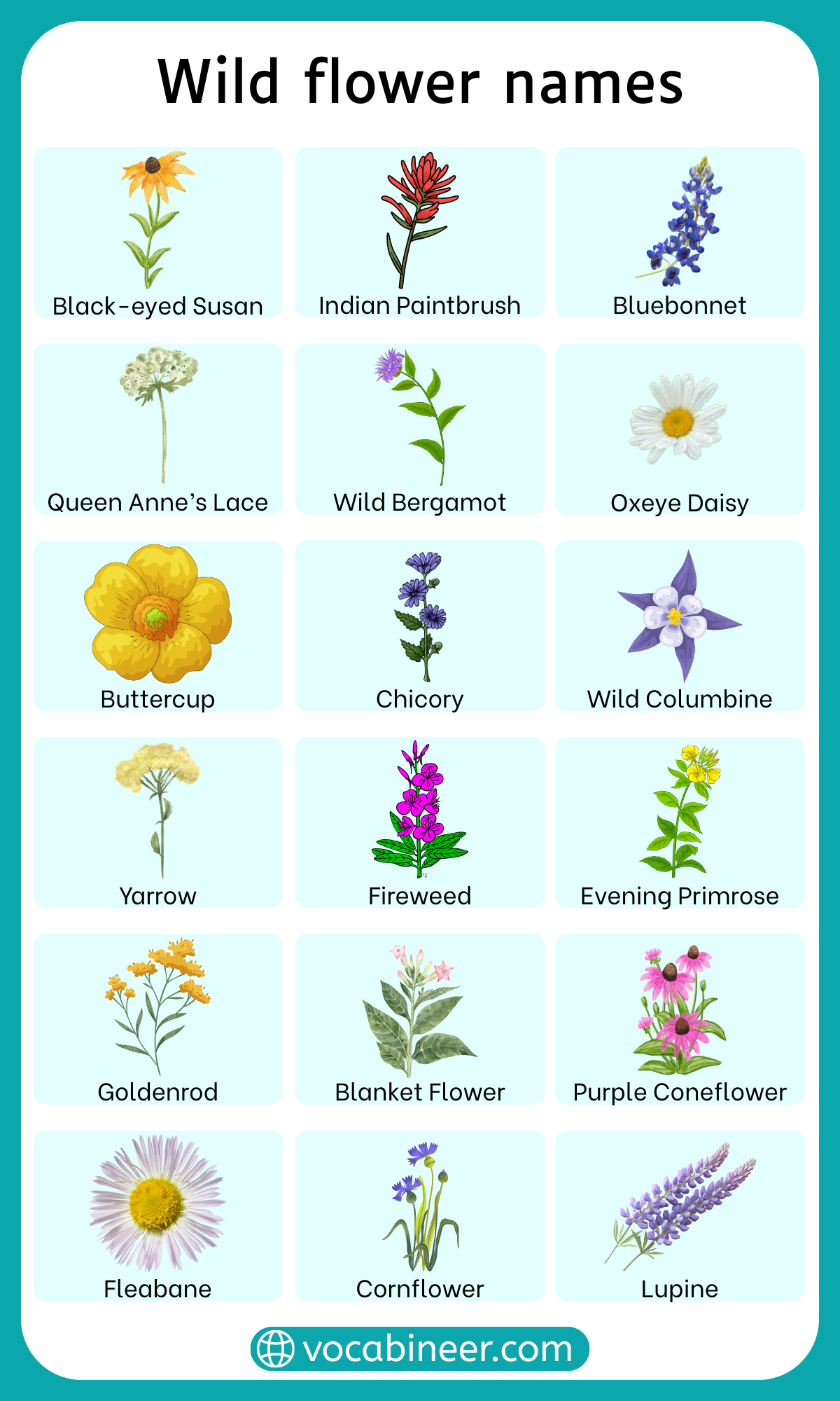 44 Wild Flower Names – Complete Guide with Photos