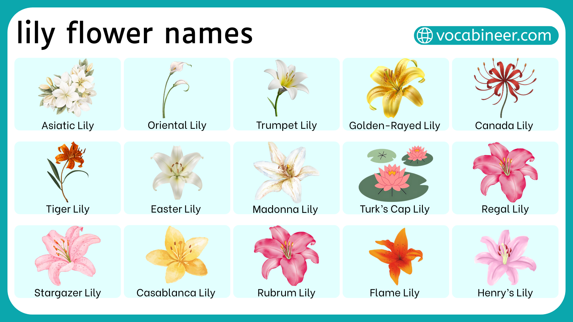 Lily Flower Names in English | Complete List with Pictures