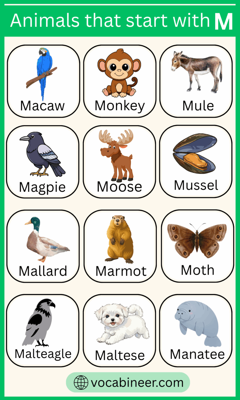 100+ Animals That Start with M with their Pictures
