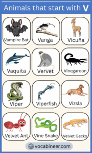 28 Names of Animals Starting with V in English