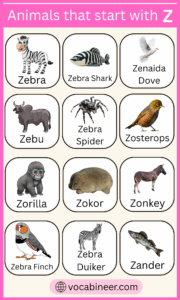 35 Unique Animals That Start with Letter Z