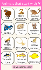 List of 32 Animals That Start with Y in English