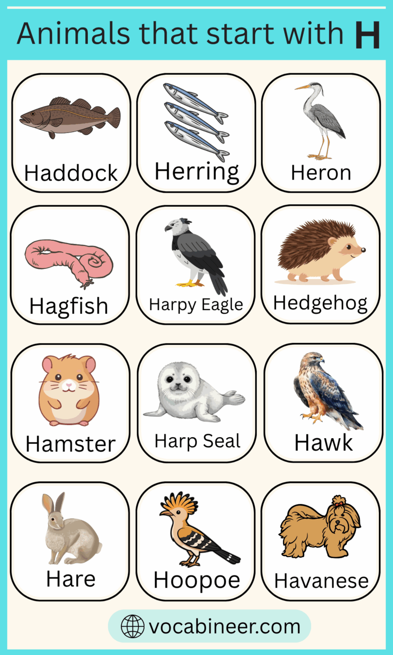 211 Animals That Begin with H in English