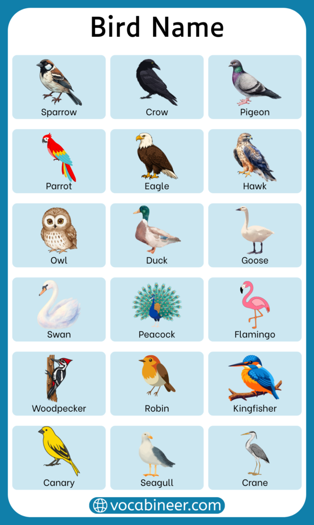 100+ Birds Names in English with Pictures