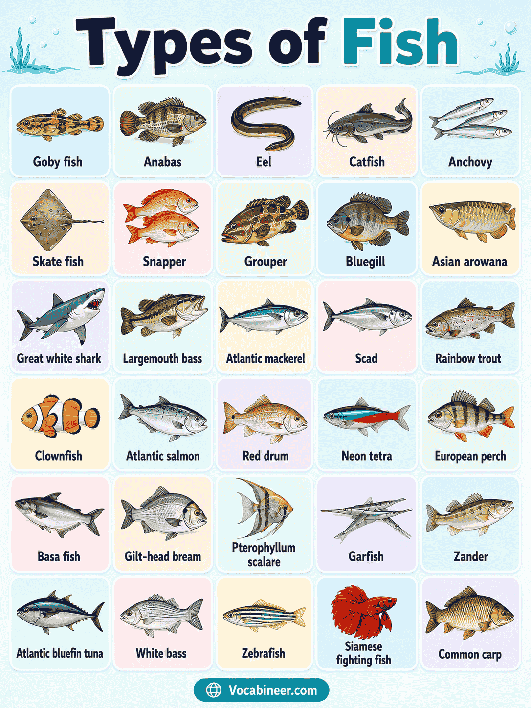 100+ Different Types of Fish Names A–Z with their Pictures