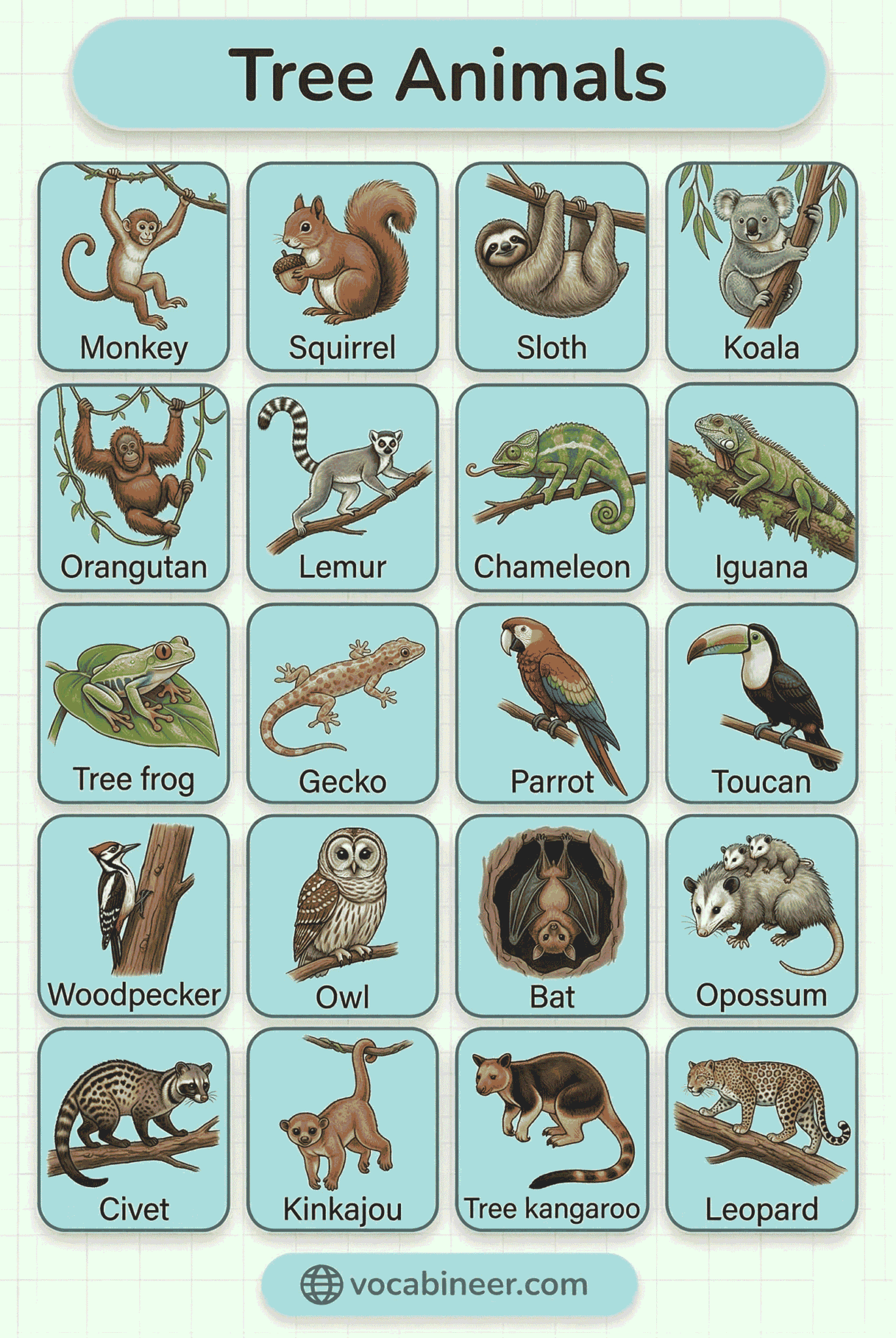 Complete List of 32 Tree Animals Names in English With Pictures