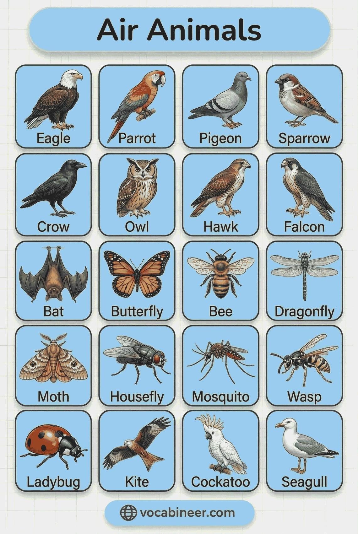 35 Air Animals Names in English With Pictures