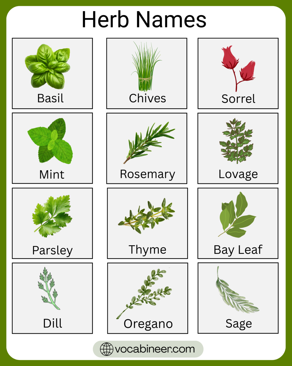 Herbs Names: Complete List With Uses and Pictures