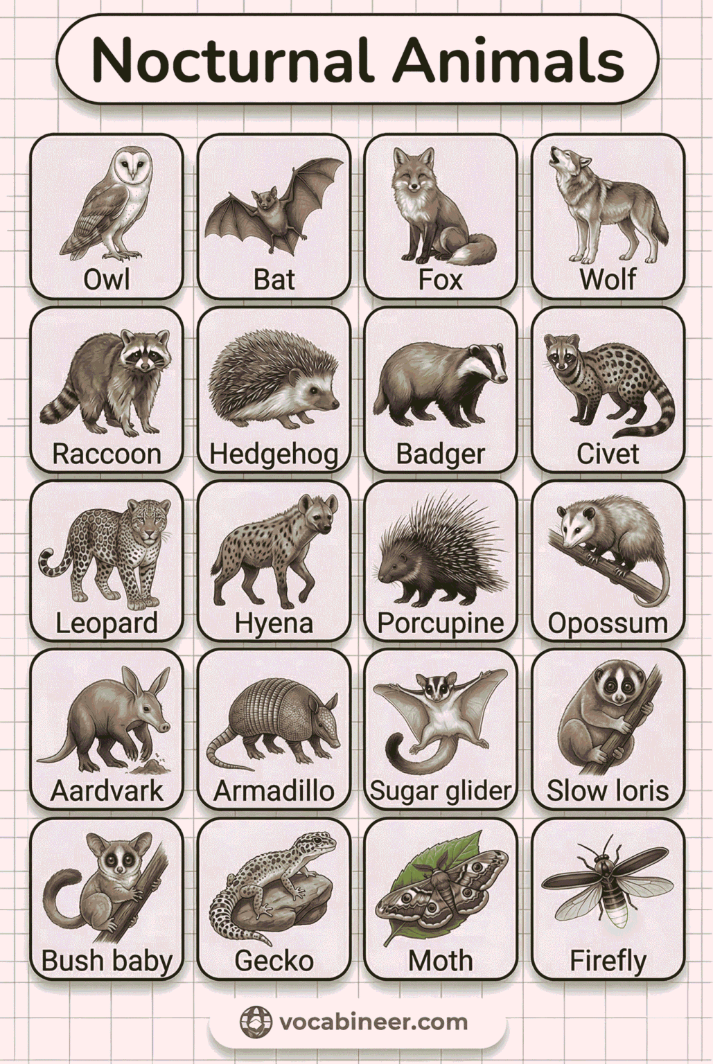 Nocturnal Animals Names in English With Pictures Complete List