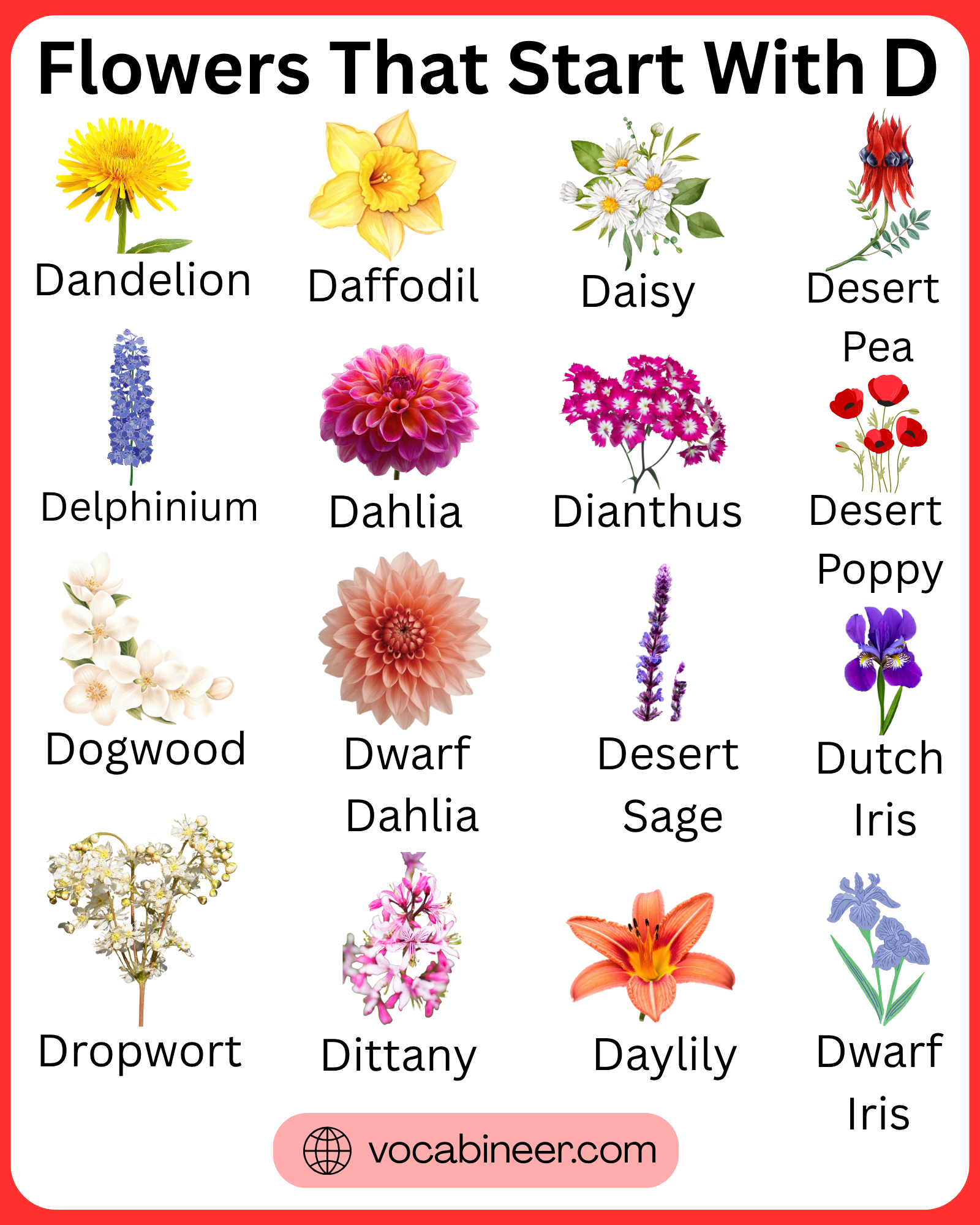 Flowers That Start With D: 40+ Beautiful Names and Pictures