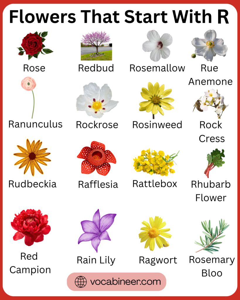 Flowers That Start With R